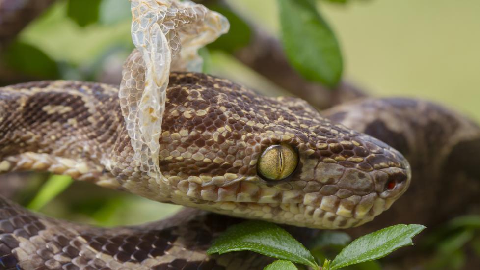 What To Do When Your Pet Snake’s Shedding Skin | PetMD
