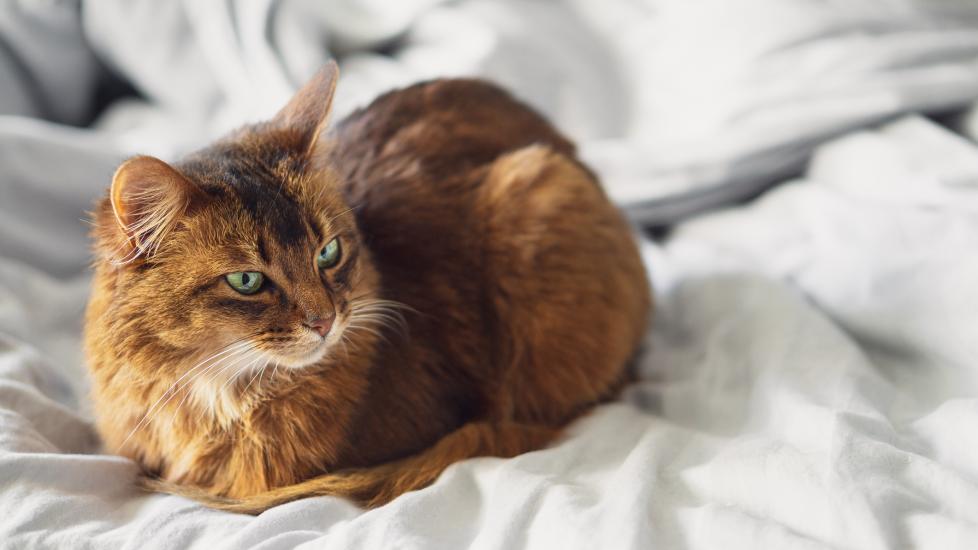 Why Do Cats Loaf? | PetMD
