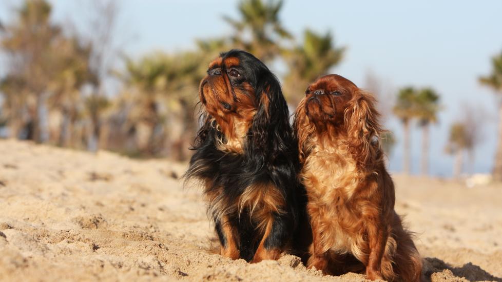 English Toy Spaniel Dog Breed Health and Care | PetMD