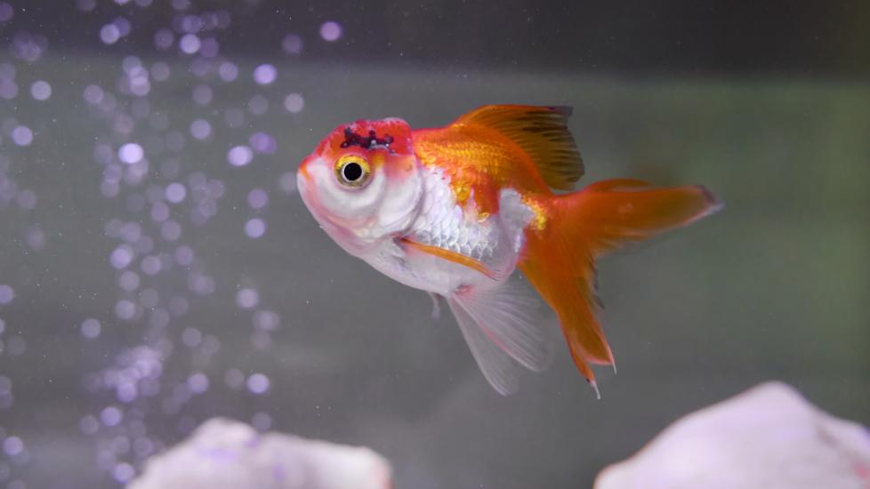 When To Consider Fish Euthanasia and How Vets Euthanize Fish | PetMD