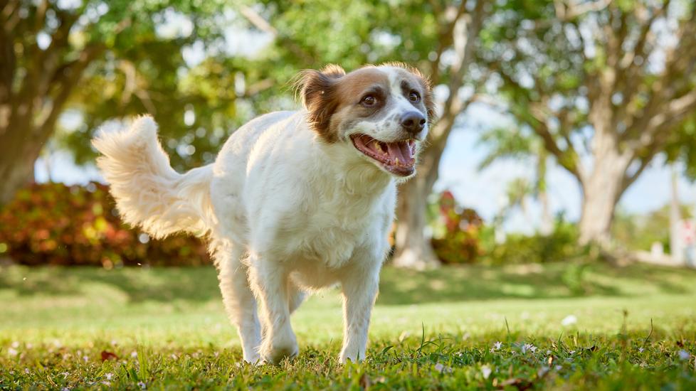 Why Do Dogs Eat Poop? | PetMD