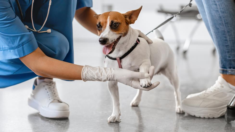 Adequan Canine for Dogs | PetMD