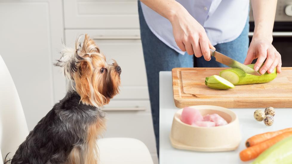 Can Dogs Eat Squash? Benefits, Risks, and Feeding Tips | PetMD
