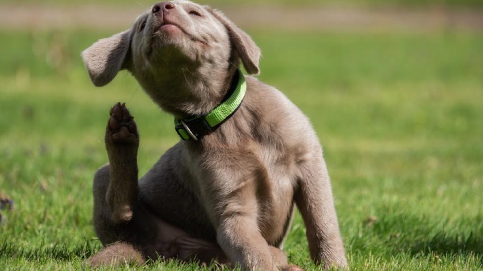 How To Find, Treat, and Prevent Fleas on Puppies | PetMD