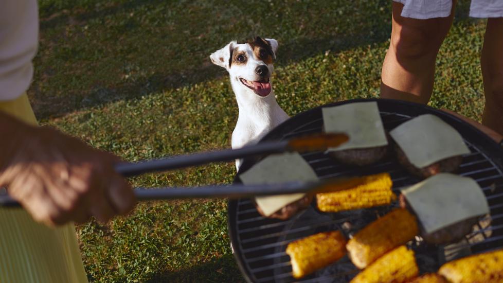 Grilling Safety for Dogs: 5 Tips for a Safe Outdoor BBQ | PetMD