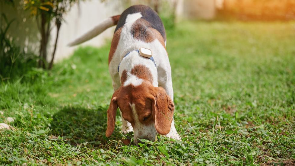 My Dog Ate a Mushroom. Now What? | PetMD