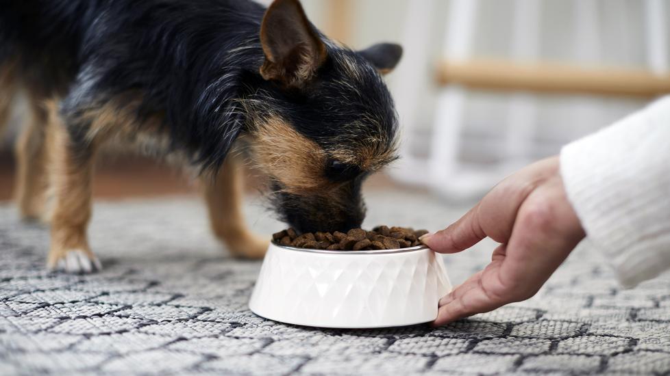 Dog Nutrition: Guide to Dog Food Nutrients | PetMD