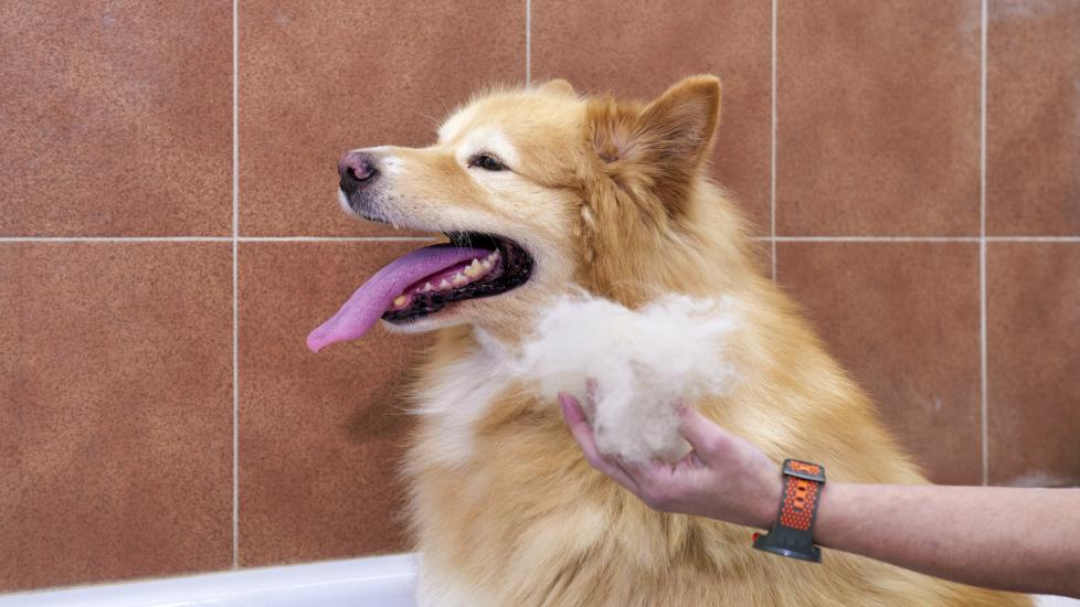 Can Dogs Get Hairballs? Everything To Know About Trichobezoars in Dogs ...