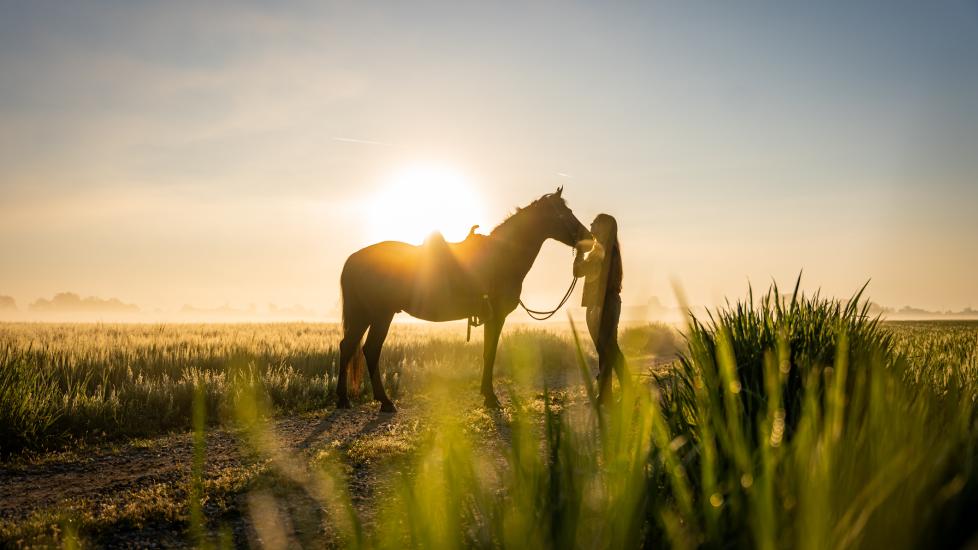 Horse Euthanasia: When Is It Time To Put Down a Horse? | PetMD