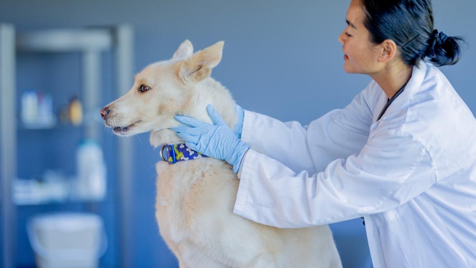 Methicillin-Resistant Staphylococcus Aureus in Dogs: Everything a Pet ...