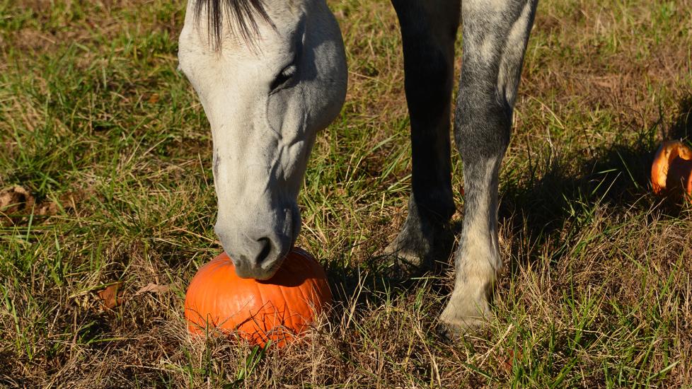 Can Horses Eat Pumpkin? | PetMD