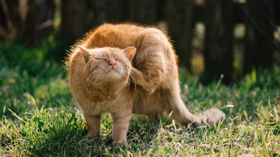 7 Signs of a Cat Allergic Reaction: Everything a Pet Parent Should Know ...