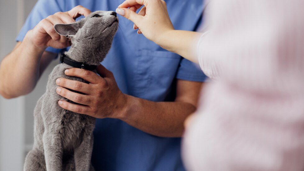 Cat Nasal Polyps: Common Causes and How To Treat Them | PetMD