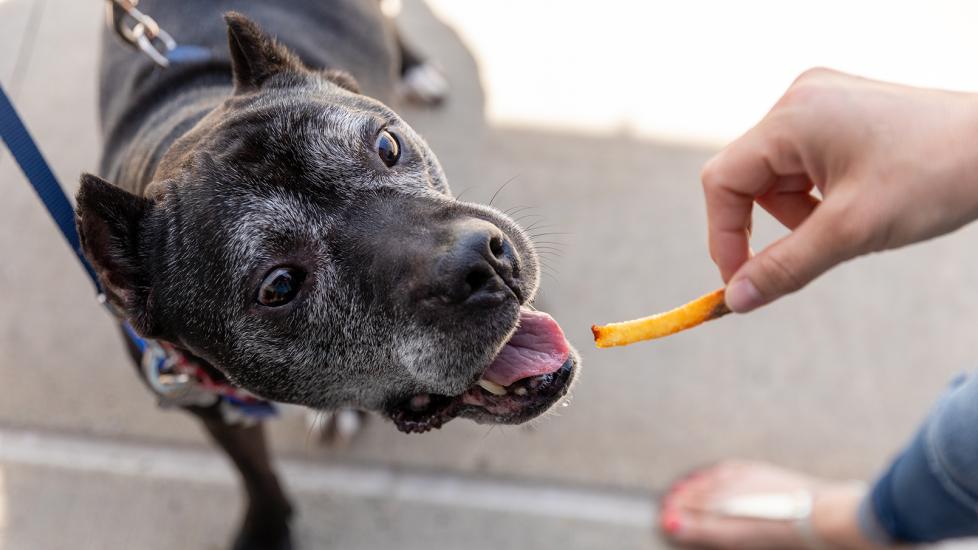 Can Dogs Eat Potatoes? Benefits, Risks, and Feeding Tips | PetMD