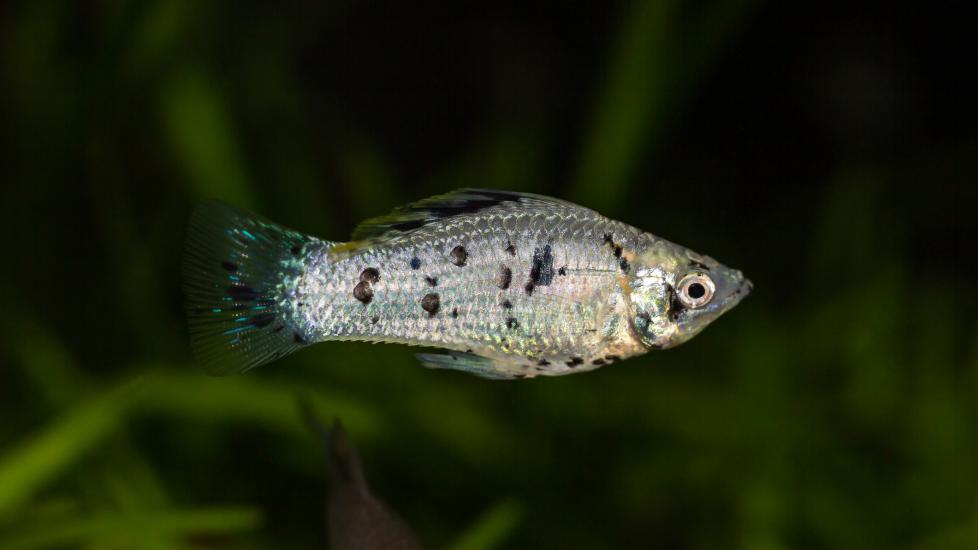 Molly Fish Care Sheet | PetMD