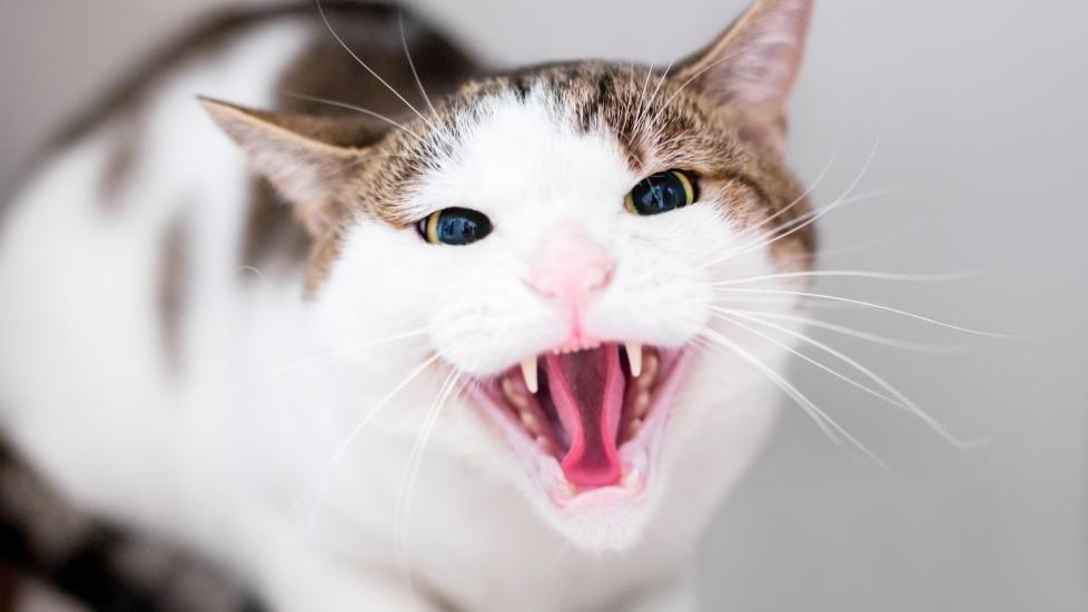 Redirected Aggression in Cats: Why It Happens and What To Do | PetMD