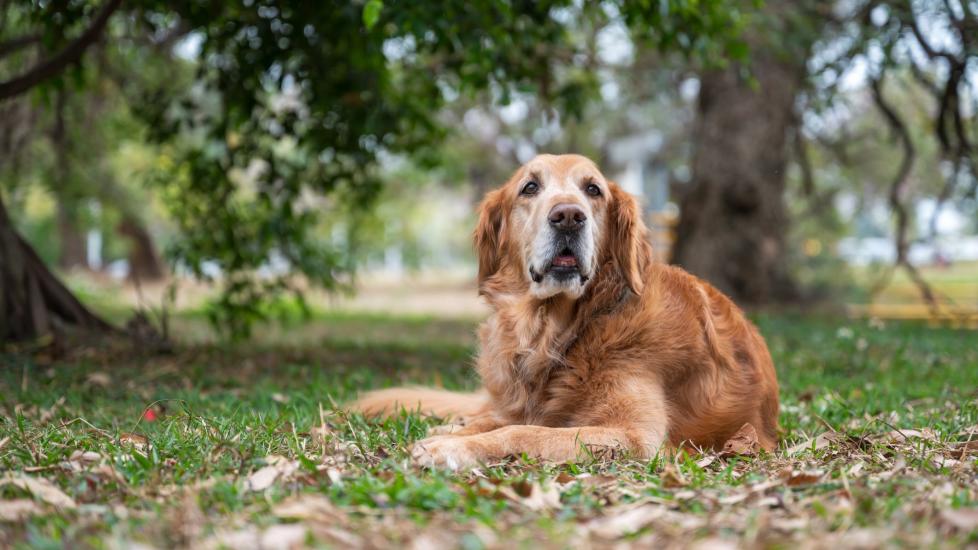 How To Help a Senior Dog With Hearing Loss | PetMD