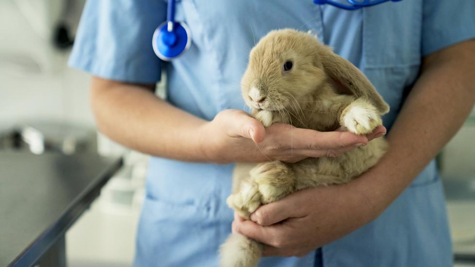 Rabbit Hair Loss: Causes and How To Help Your Bunny | PetMD