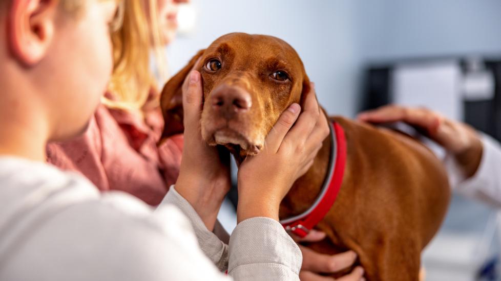 Degeneration of the Iris in the Eye in Dogs / Iris Atrophy | PetMD