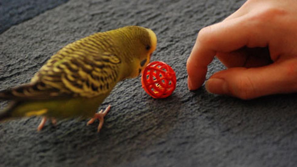 Top Three 'Starter' Birds | PetMD