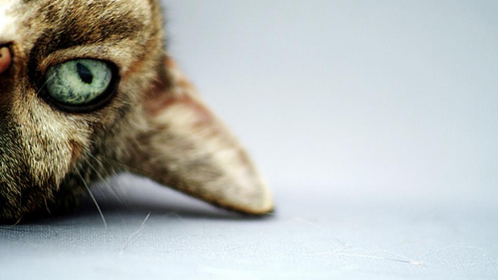 Cat Behavior 101 | PetMD