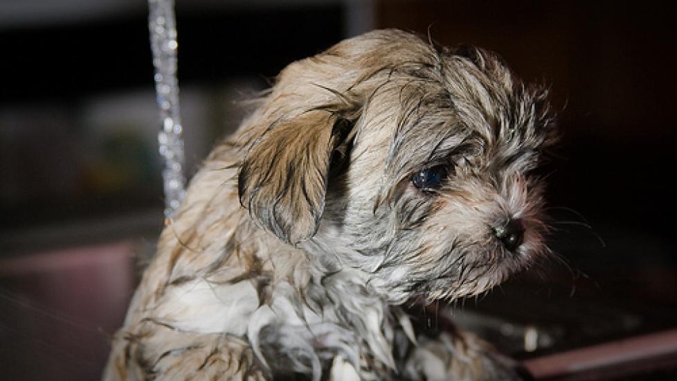 5 Tips For Bath Time Fun with Your Pets | PetMD