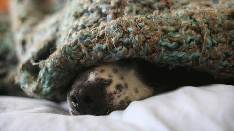 Is Your Dog Keeping You Awake at Night? | PetMD
