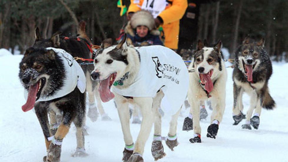 Mushing with Your Dog: The Basics | PetMD