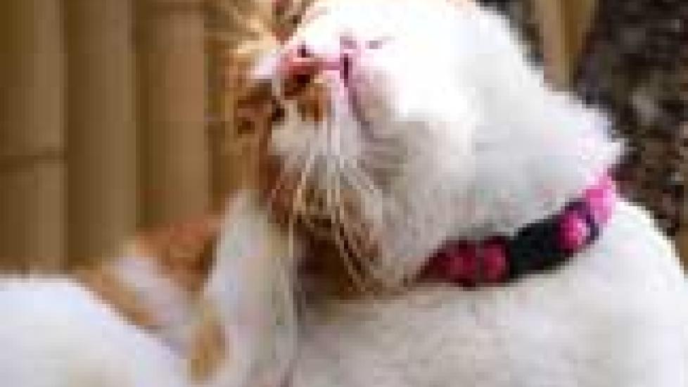 Benign Ear Tumors in Cats – Treatment for Ear Tumors in Cats | PetMD