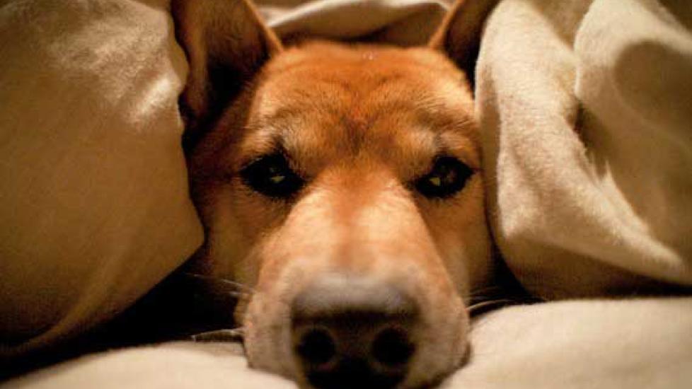 Care and Feeding Sick, Injured, and Post-Surgery Recovery Dogs | PetMD