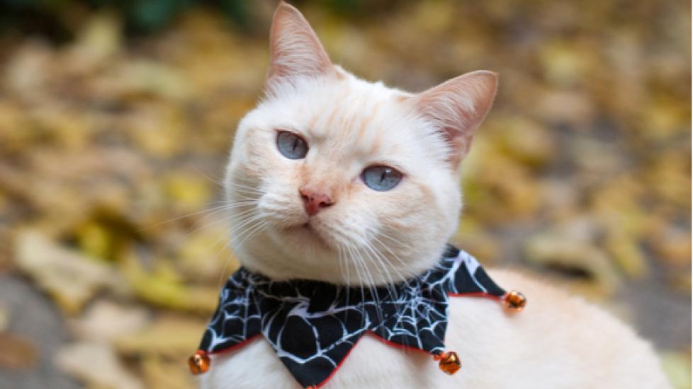 5 Minimalist Cat Costumes That Your Cat Might Not Hate | PetMD
