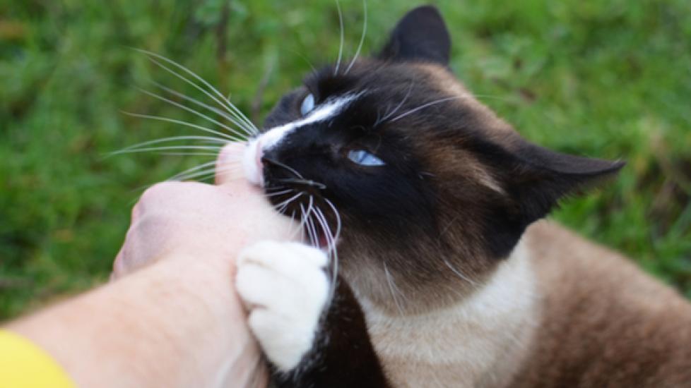 How to Read Cat Behavior to Reduce the Risk of Cat Bites | PetMD