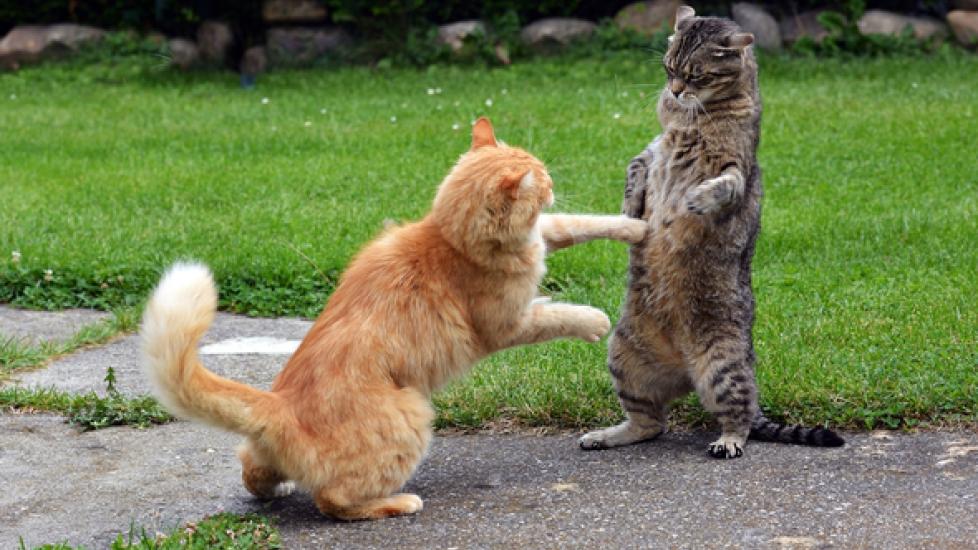 What You Should Know About Cat Bites, Fights and Antibiotics | PetMD