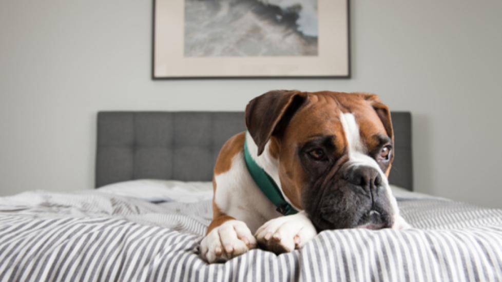 10 Pet Safety Tips For When Your Dog is Home Alone | PetMD