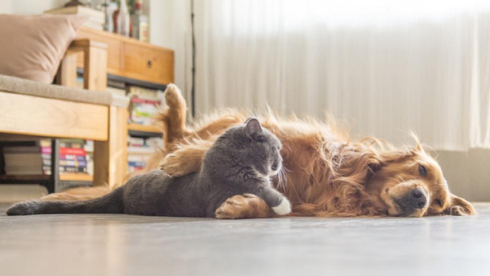 Are You Ready to Care for Foster Animals? | PetMD