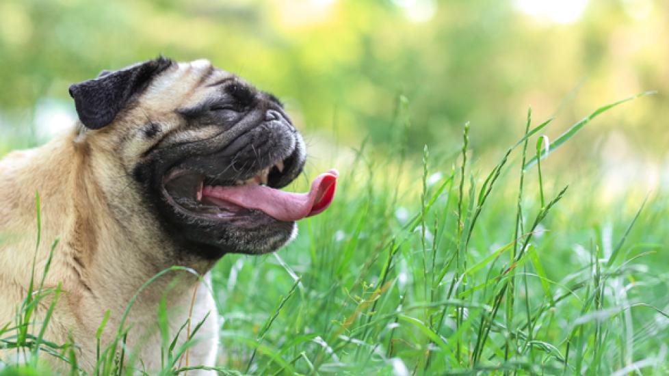 How to Care for Your Wrinkly Dog | PetMD