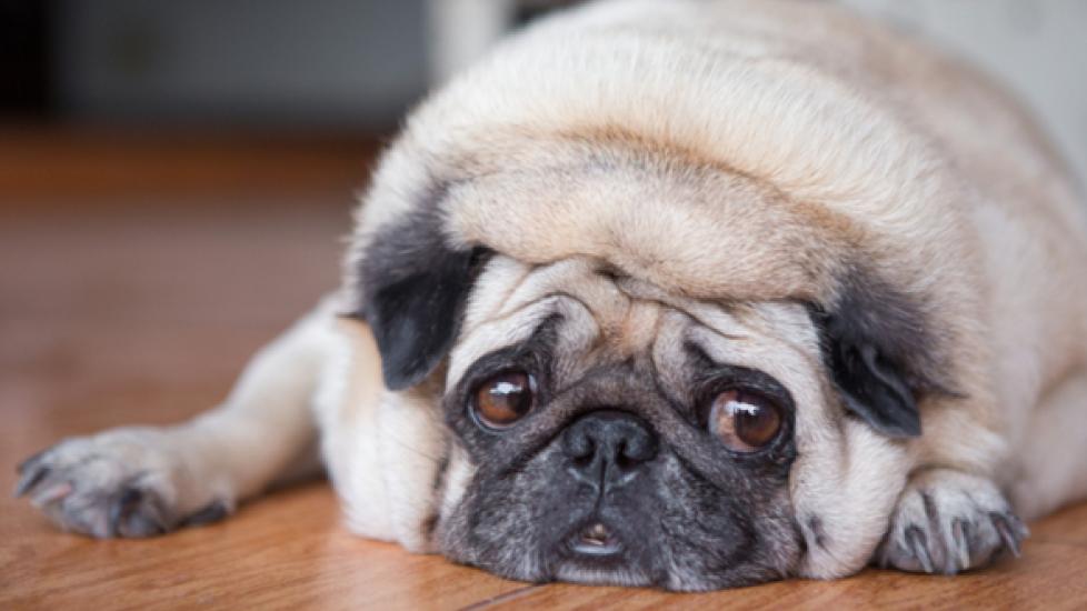 What to Feed to Stop Dog Farts | PetMD