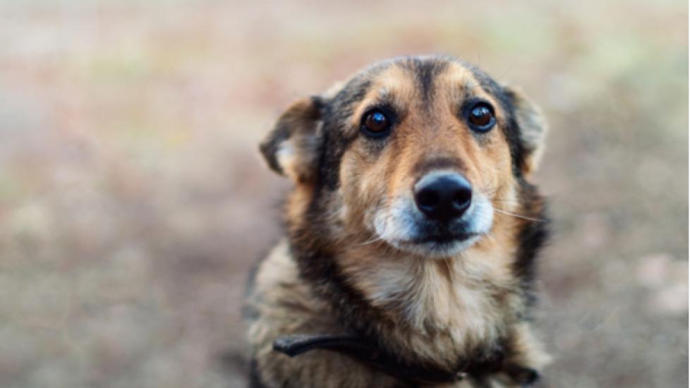 7 Things That Can Break a Dog's Spirit | PetMD
