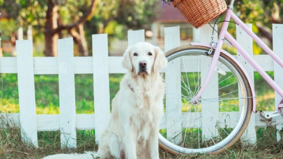 Tips for Safely Biking With Your Dog | PetMD