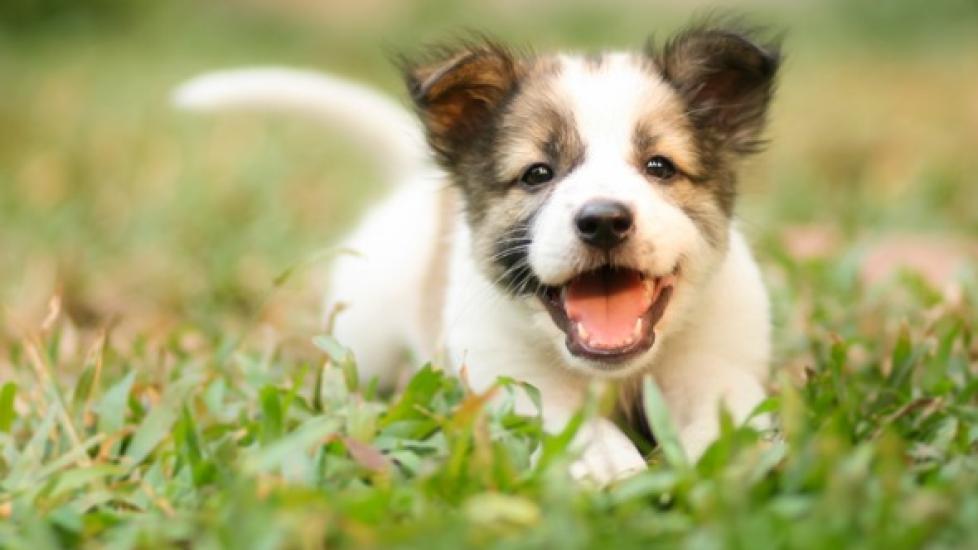 How To Understand What Your New Puppy Is Telling You | PetMD