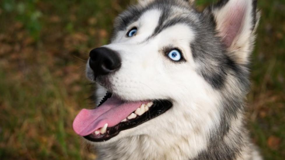 5 Scary Consequences of Neglecting Your Dog’s Teeth | PetMD