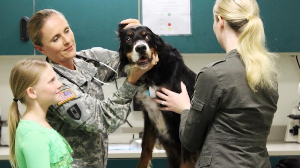 Army Veterinarians: On a Mission to Keep Military Dogs Healthy | PetMD