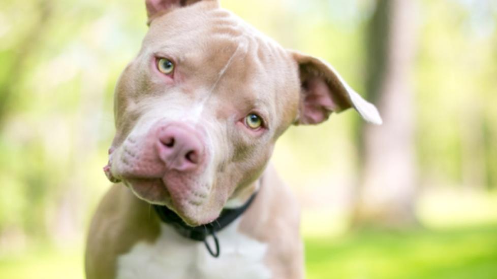 8 Things Animal Shelters Want You to Know About Pit Bull Dogs | PetMD