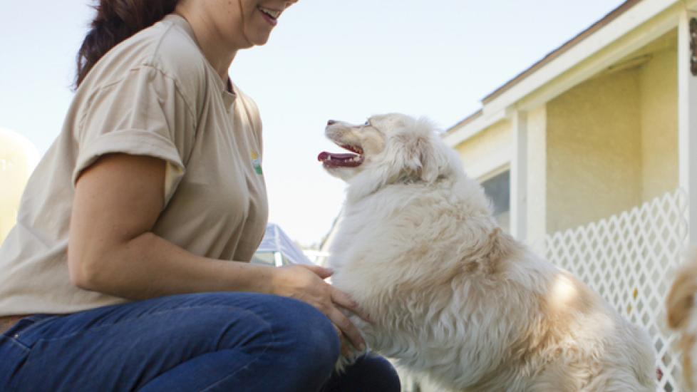 4 Critical Dog Training Cues That Could Save Your Dog’s Life | PetMD