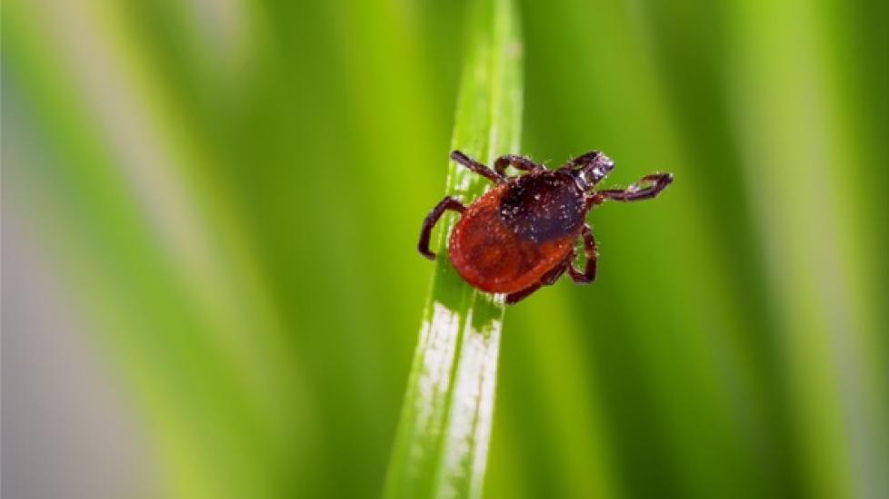 Can Ticks Jump? | PetMD