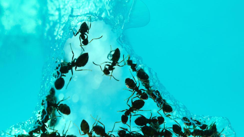 Ant Farm 101 | PetMD