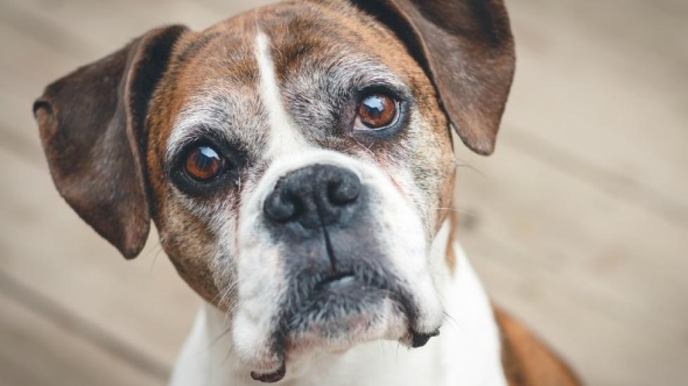 Anxiety and Compulsive Disorders in Dogs | PetMD