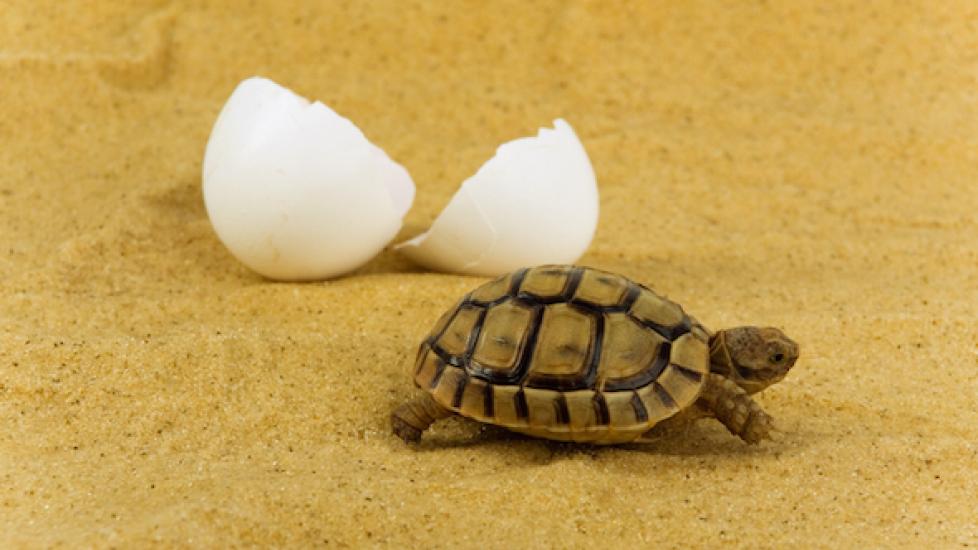 How do Turtles Have Babies? | PetMD
