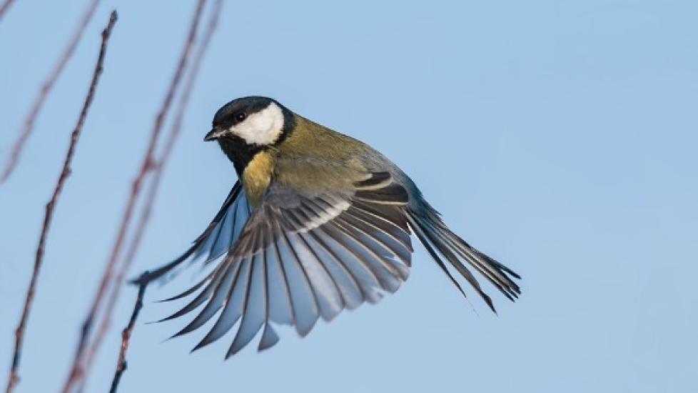 Bacterial Diseases in Birds | PetMD