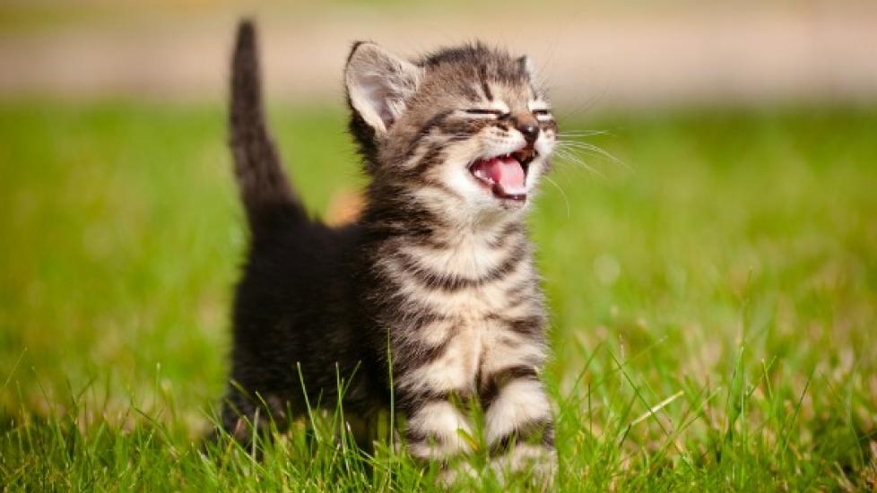 Bacterial Infection (Streptococcus) in Cats | PetMD